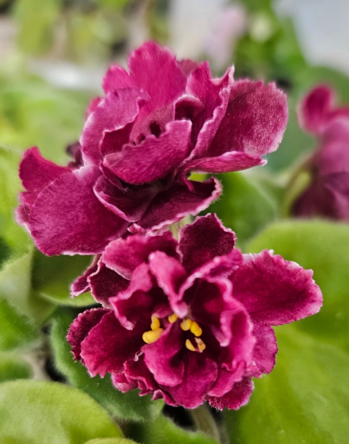 African Violet RS Bog Solntsa Starter Plant