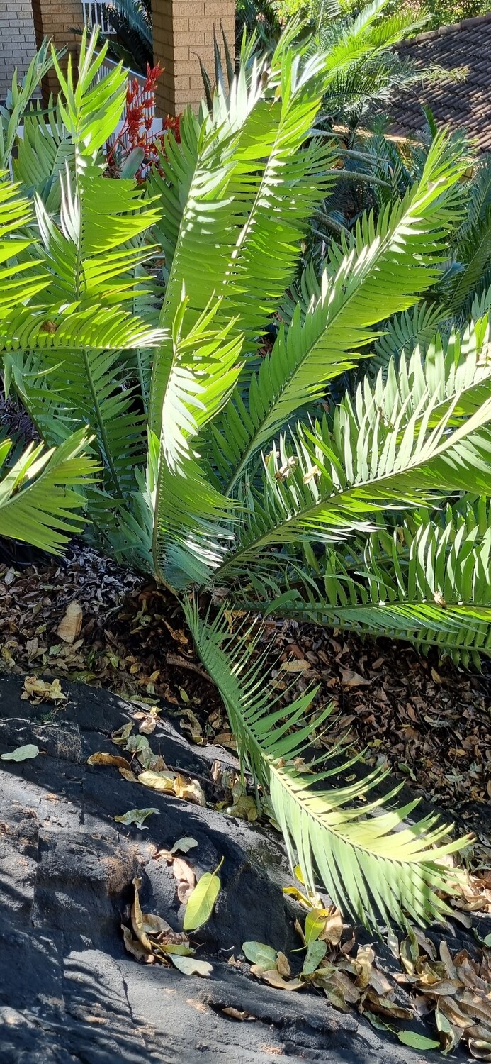 Encephalartos Munchii