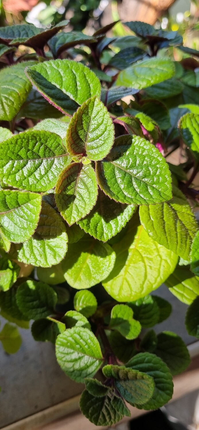 Plectranthus Baurii