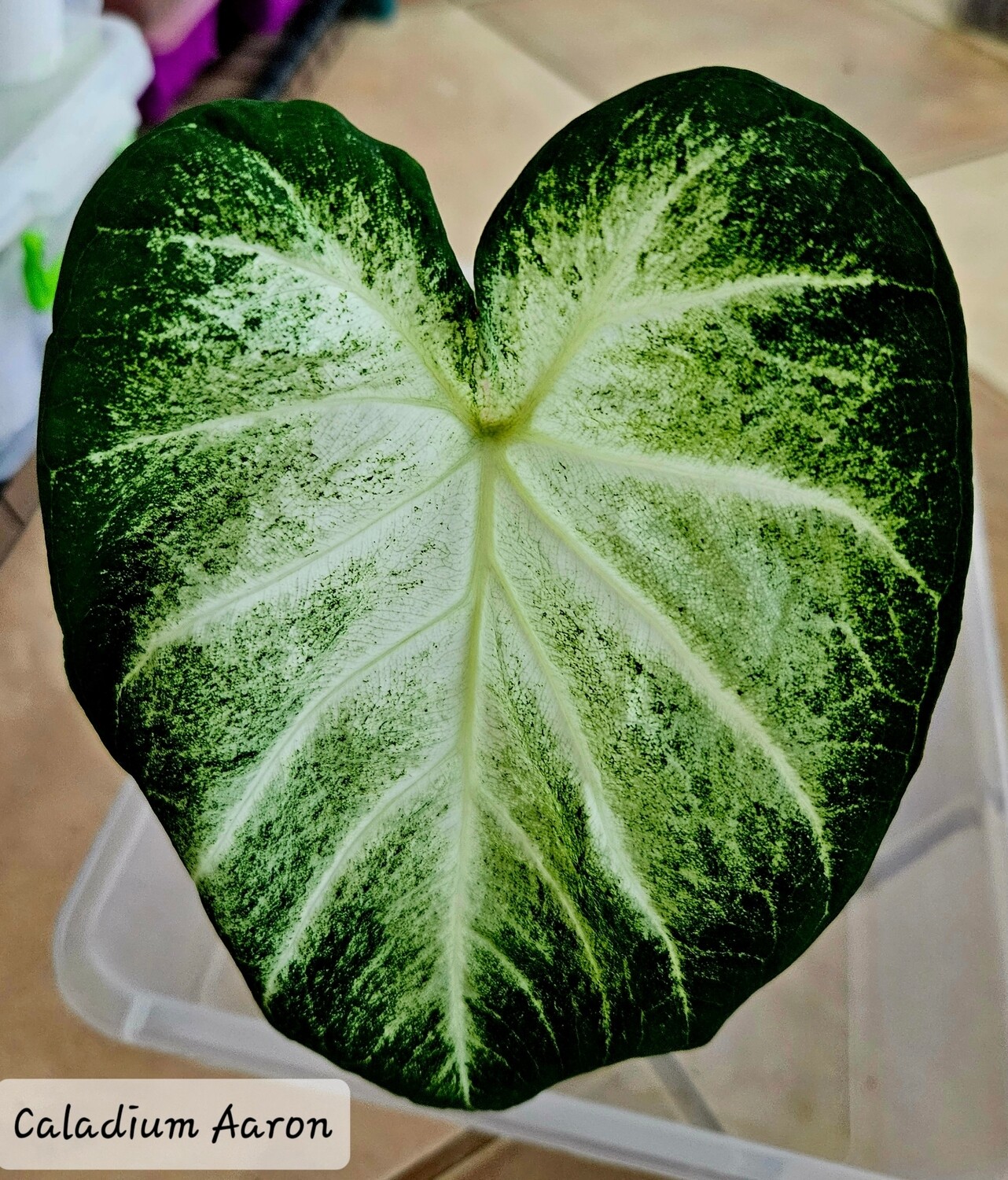 Caladium Aaron
