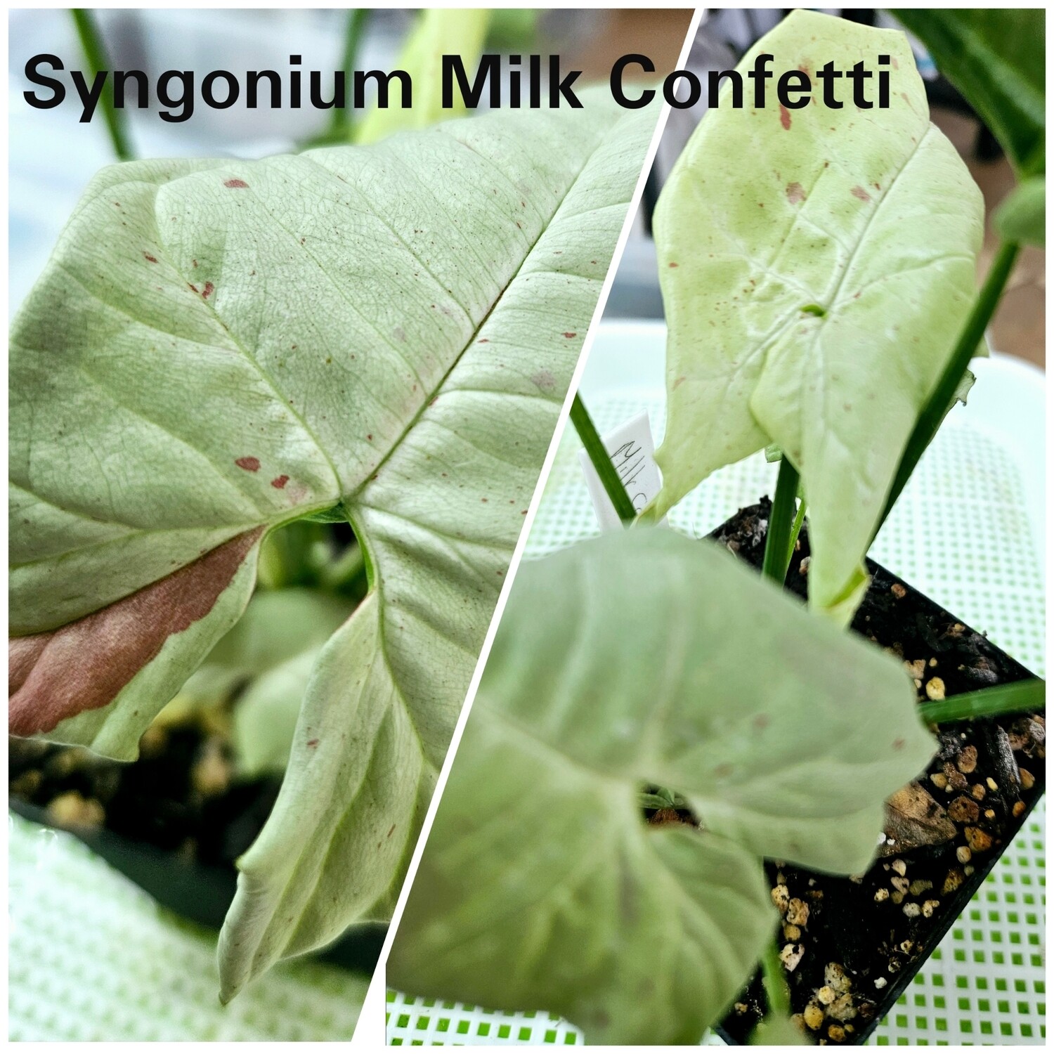 Syngonium Milk Confetti