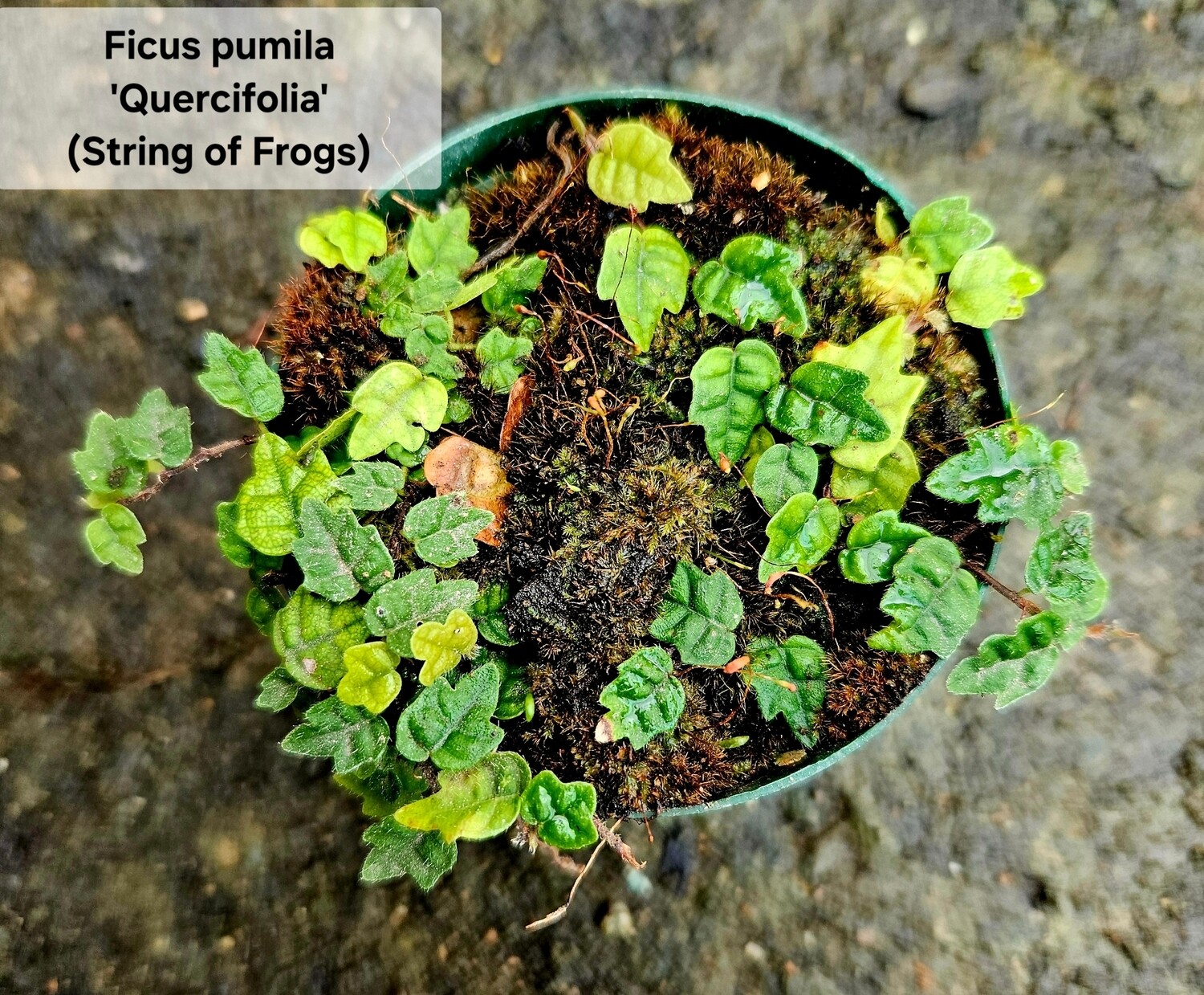 String of Frogs (Ficus Pumila 'quercifolia')