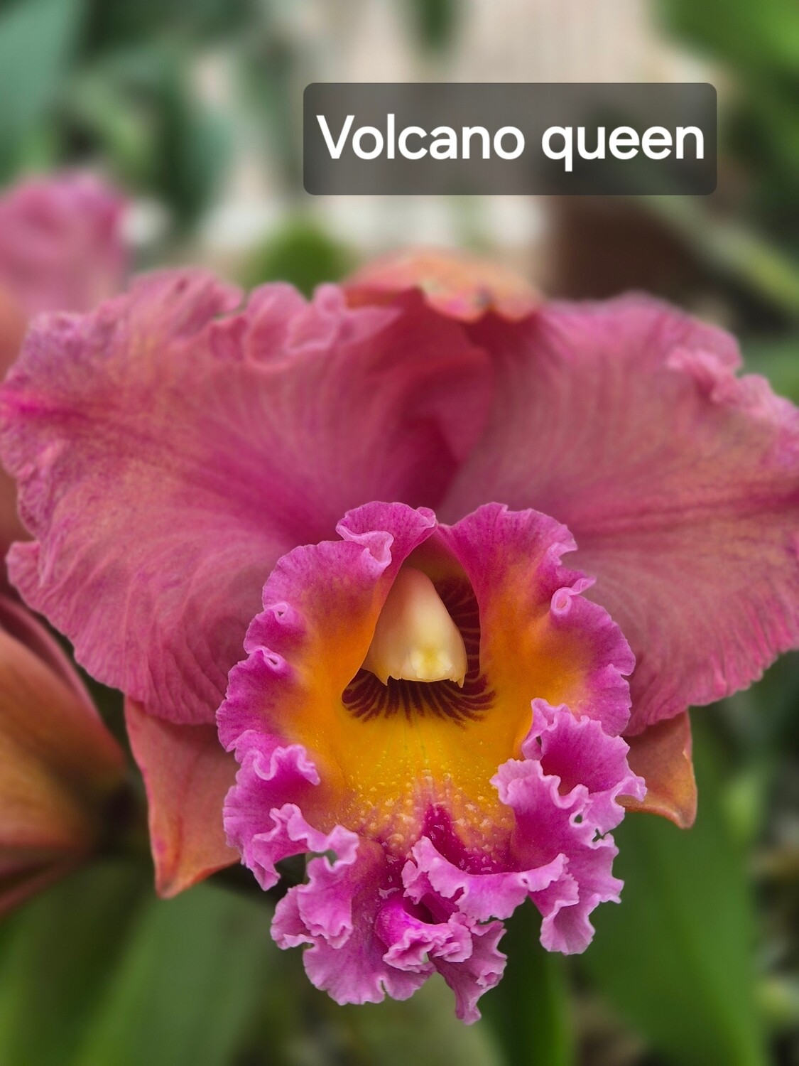 BLC volcano queen