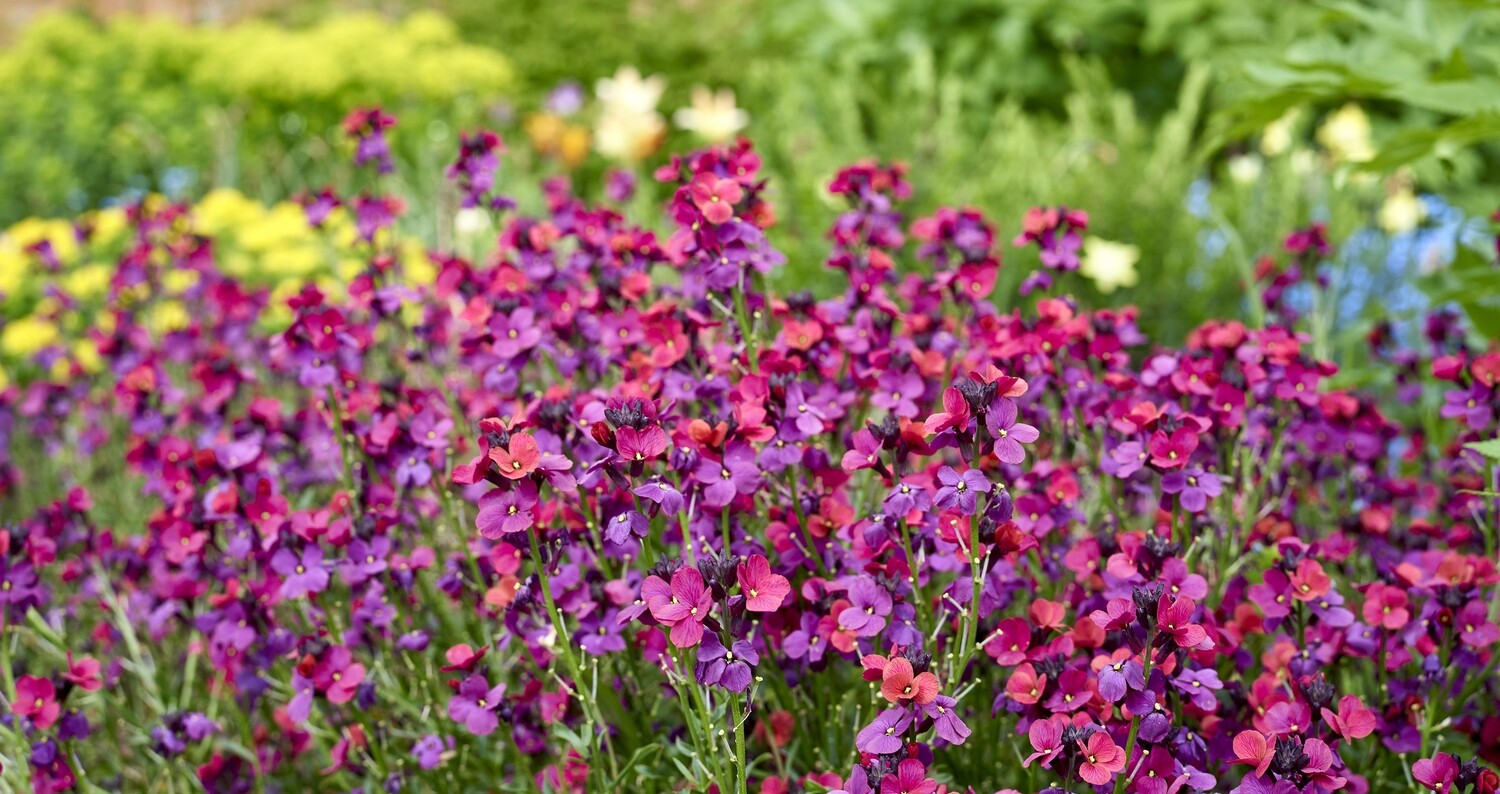 Erysimum 'Red Jep'