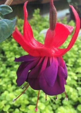Fuchsia Double Otto 1 gal – Online Store – Bremerton City Nursery