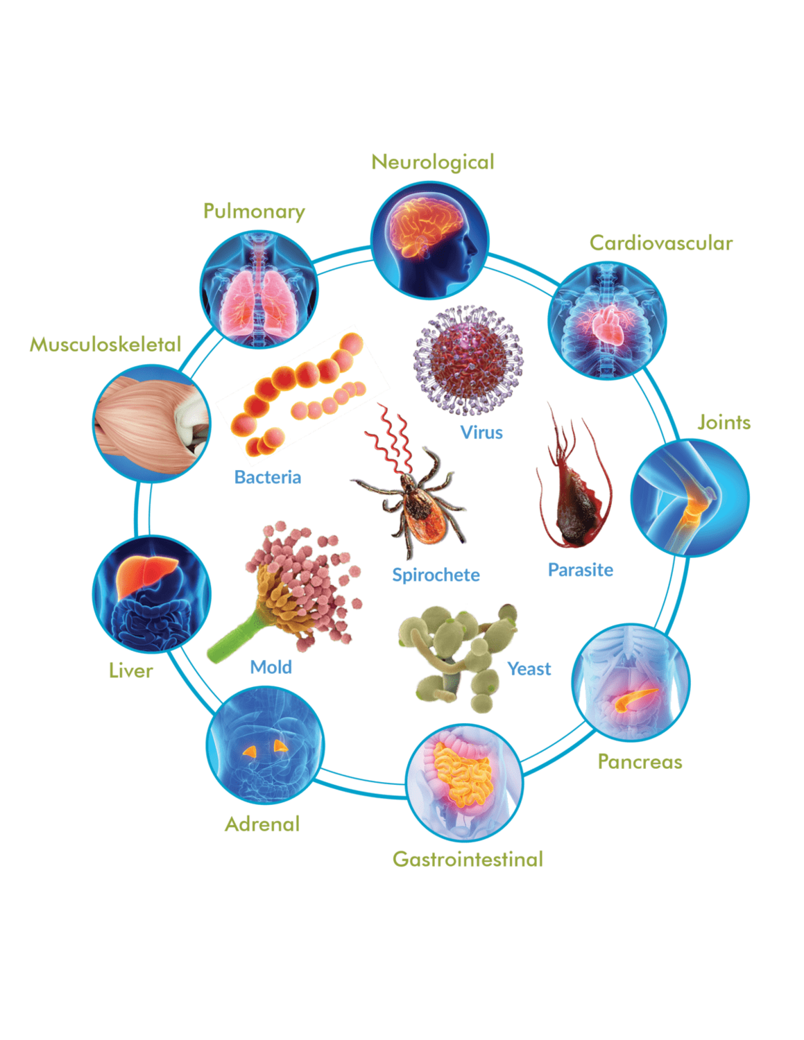 Cyrex Array 12 – Pathogen-Associated Immune Reactivity Screen – Store ...
