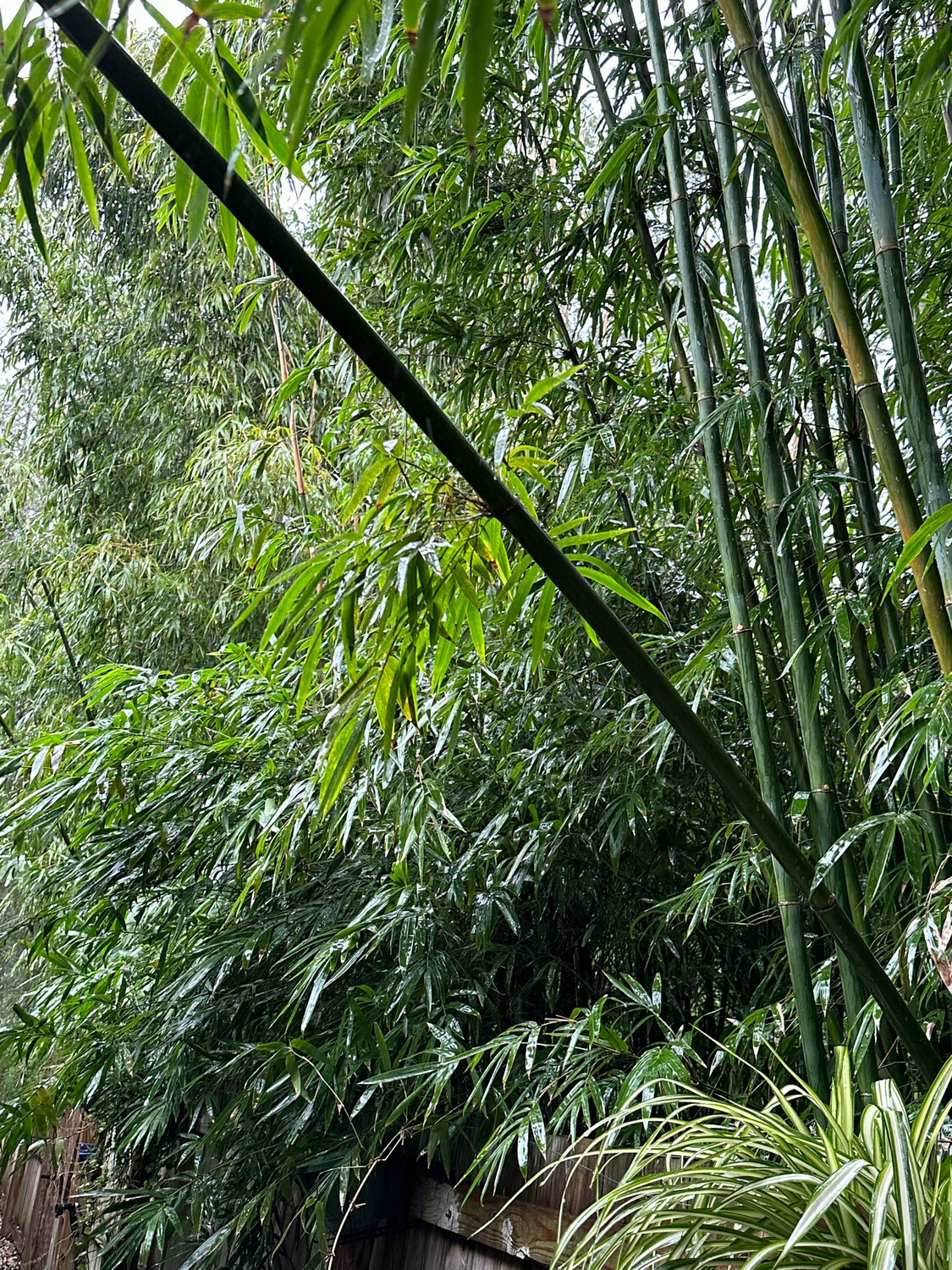 BIODIVERSITY BAMBOO BUNDLES - 36” Bundle Box