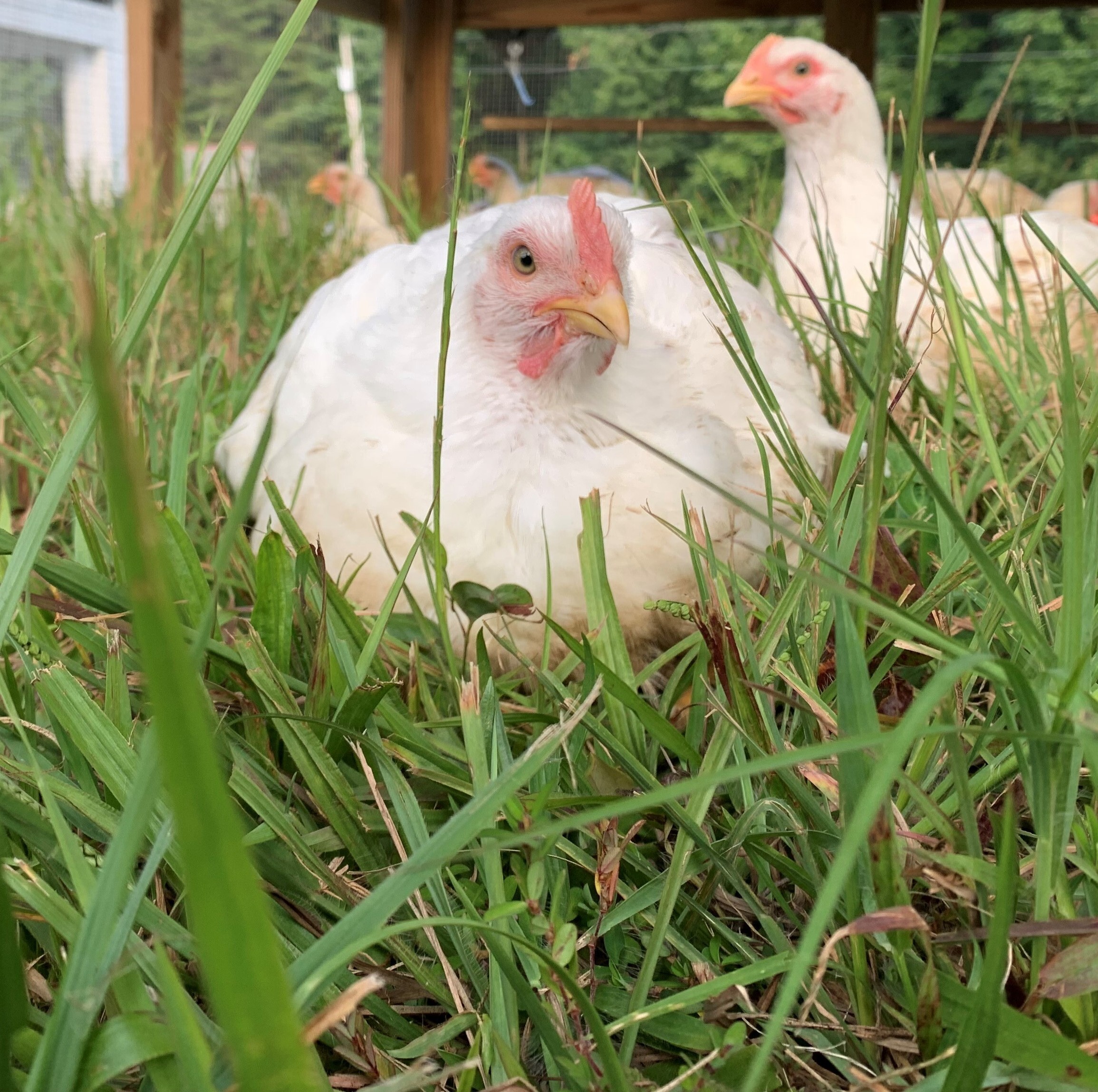 Pasture-Raised Chicken – Store – Hidden Holly Farm
