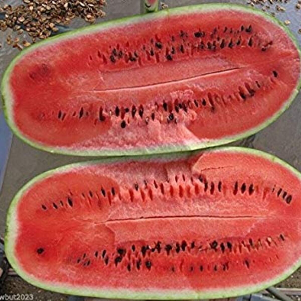 Watermelon - Candy Red Seeds