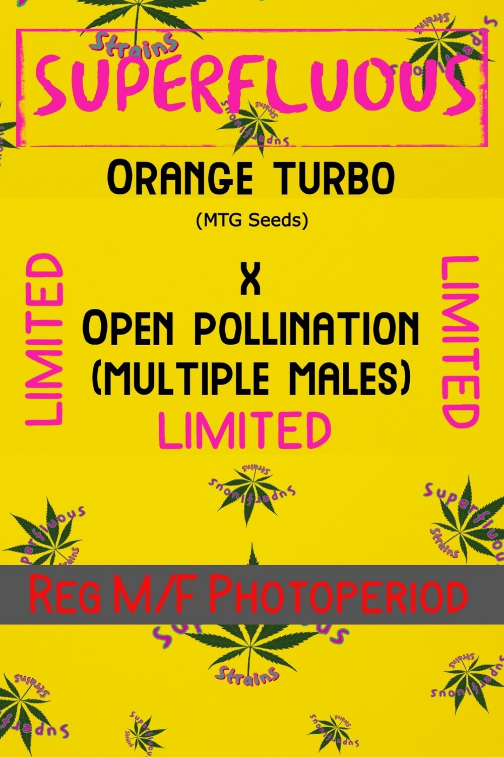 Orange turbo x Open Pollination
