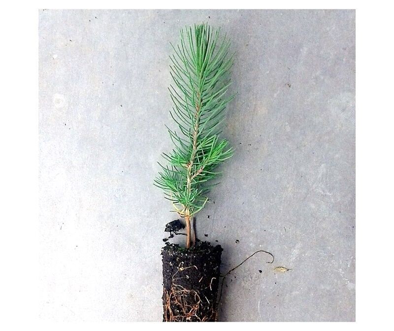 Planta de 10 cm Pinus Pinaster Pino marítimo