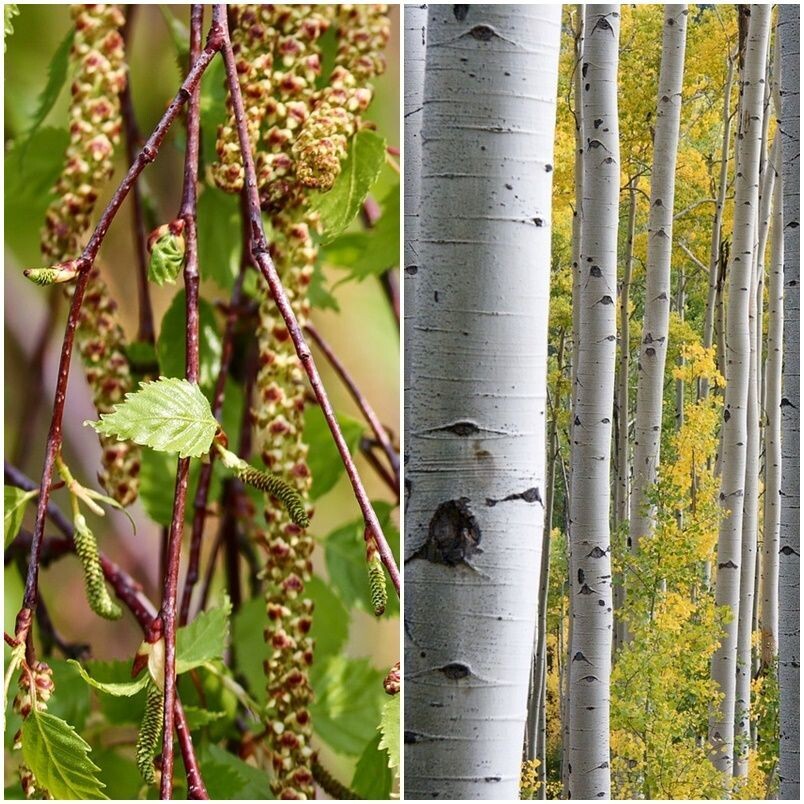 Planta de Abedul O Betula. Planta en Cepellón Forestal