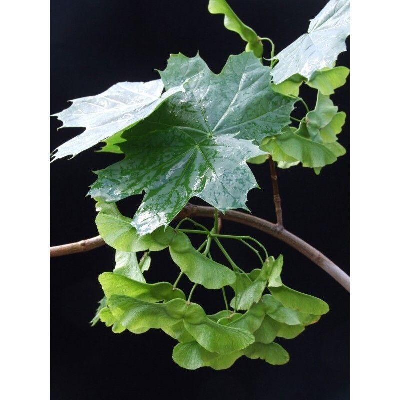 Planta de Acer Platanoides - Arce Real. Altura 30 - 40 Cm