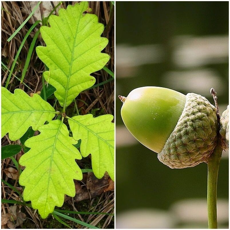Planta de Roble Albar. Quercus Petraea. Reforestaciones