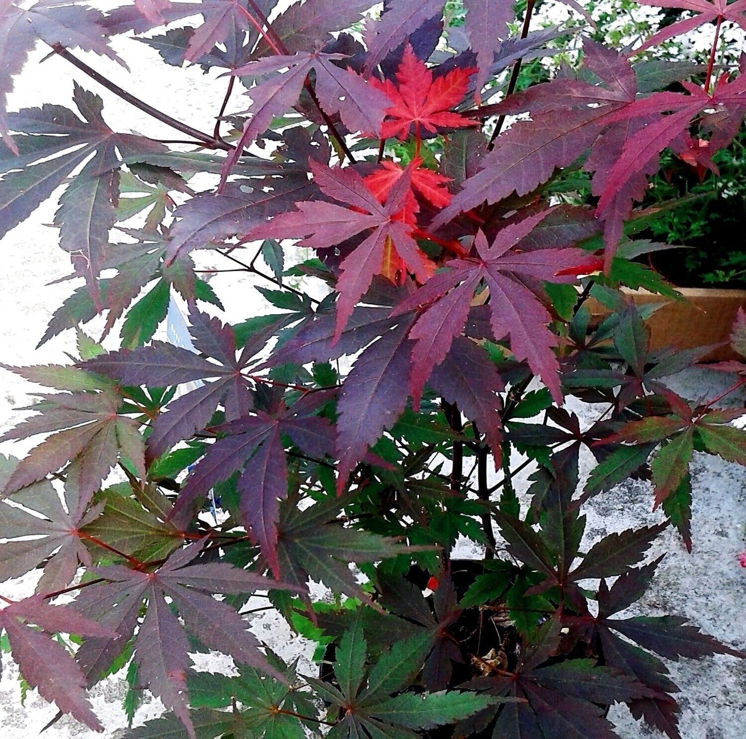 Planta Arce Japonés. ACER Palmatum Atropurpureum