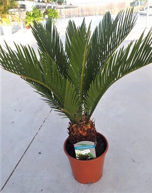 Planta Cyca Revoluta Saga. Cica. Palmera enana. 40-50 cm
