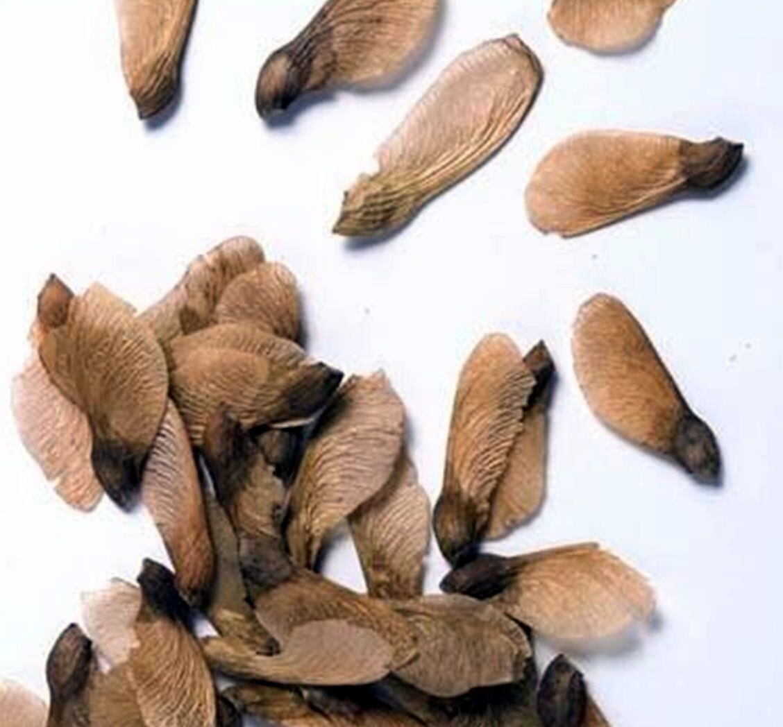 Arce Japonés. Acer Palmatum. 10 Gr. de semillas