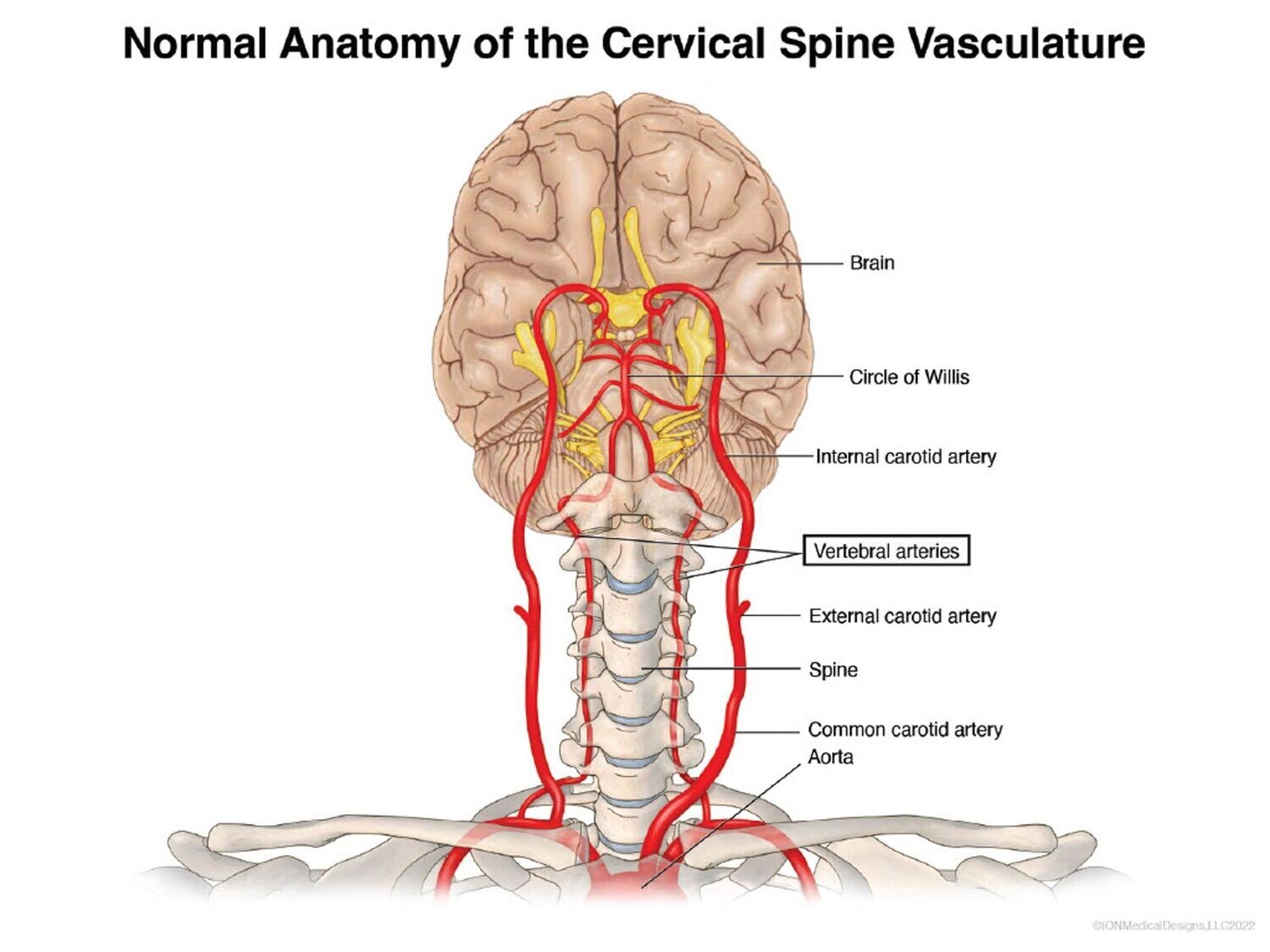 Normal Anatomy of the Cervical Spine Vasculature