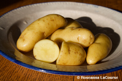 Organic Laratte Fingerling Seed Potatoes | The Maine Potato Lady's ...