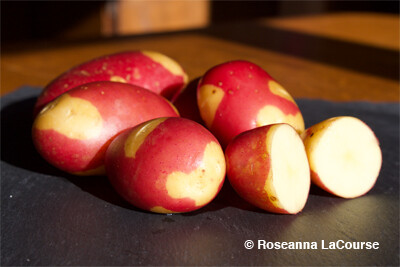 Conventional Pinto Gold Fingerling Seed Potatoes | The Maine Potato ...