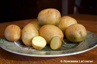 Organic Yukon Gem Seed Potato | Mid Season Seed Potatoes | The Maine ...