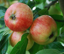 Heirloom Apple Trees | Legg Creek Farm