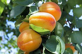Early Golden Apricot | Legg Creek Farm