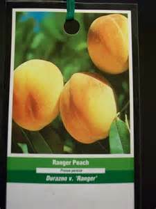 Ranger Peach | Legg Creek Farm