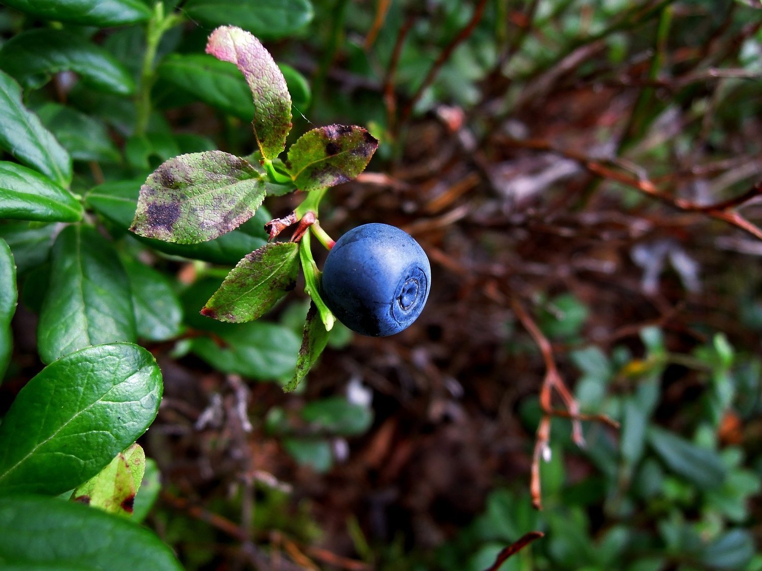 Premier Blueberry | Legg Creek Farm