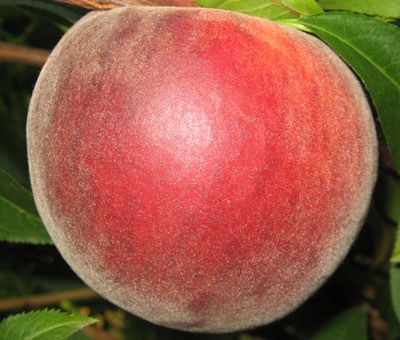Red Skin Peach | Legg Creek Farm