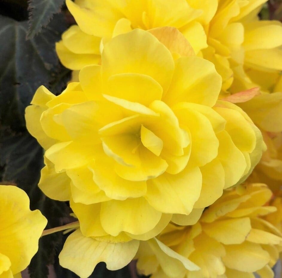 Begonia, Iconia Portofino Yellow-Sunrise
