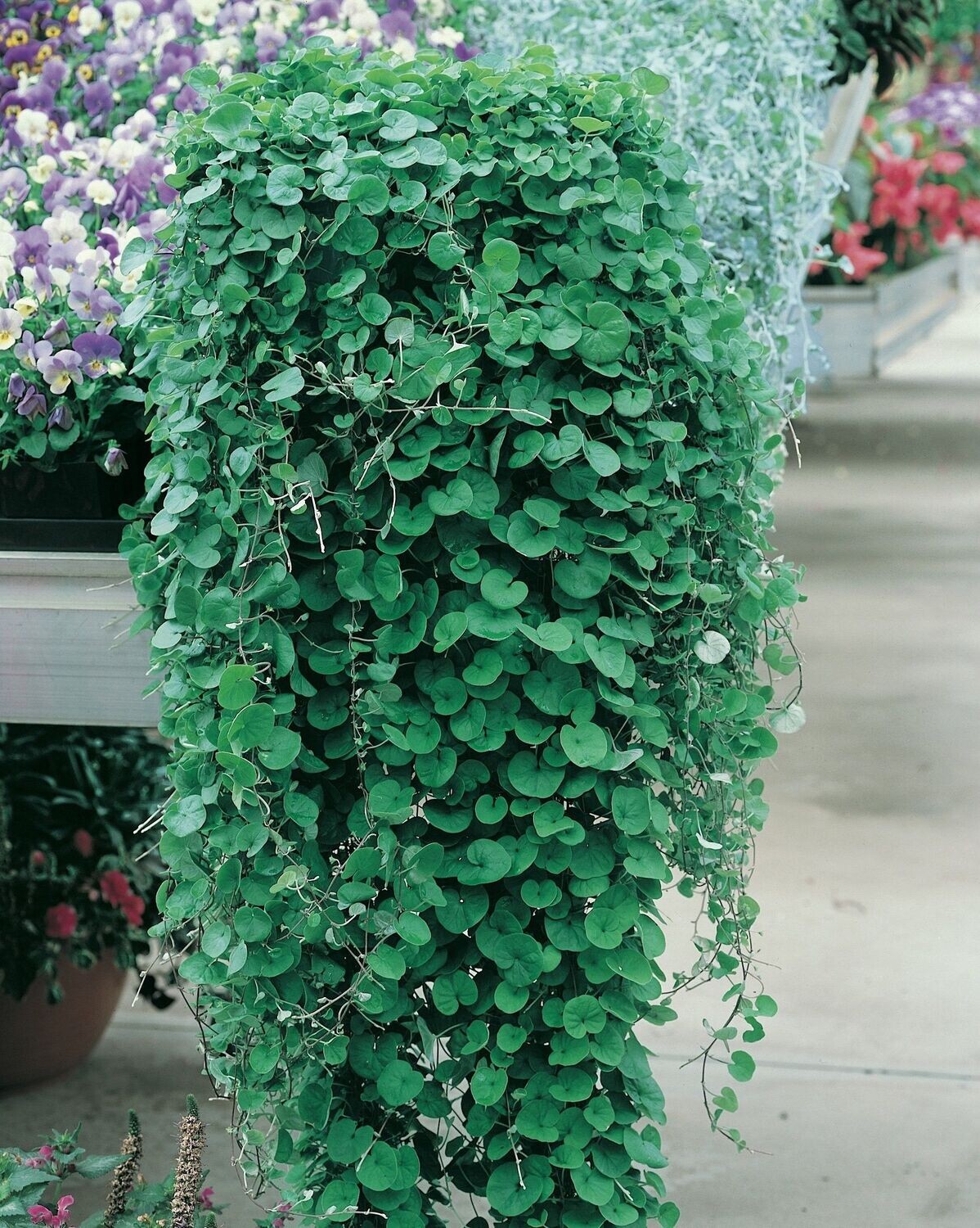 Dichondra, Emerald Falls