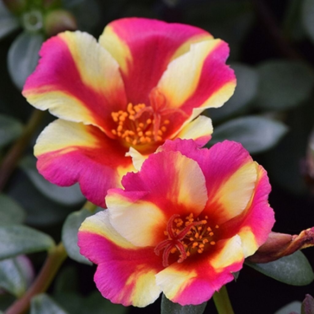 Portulaca, Colorblast: Watermelon Punch