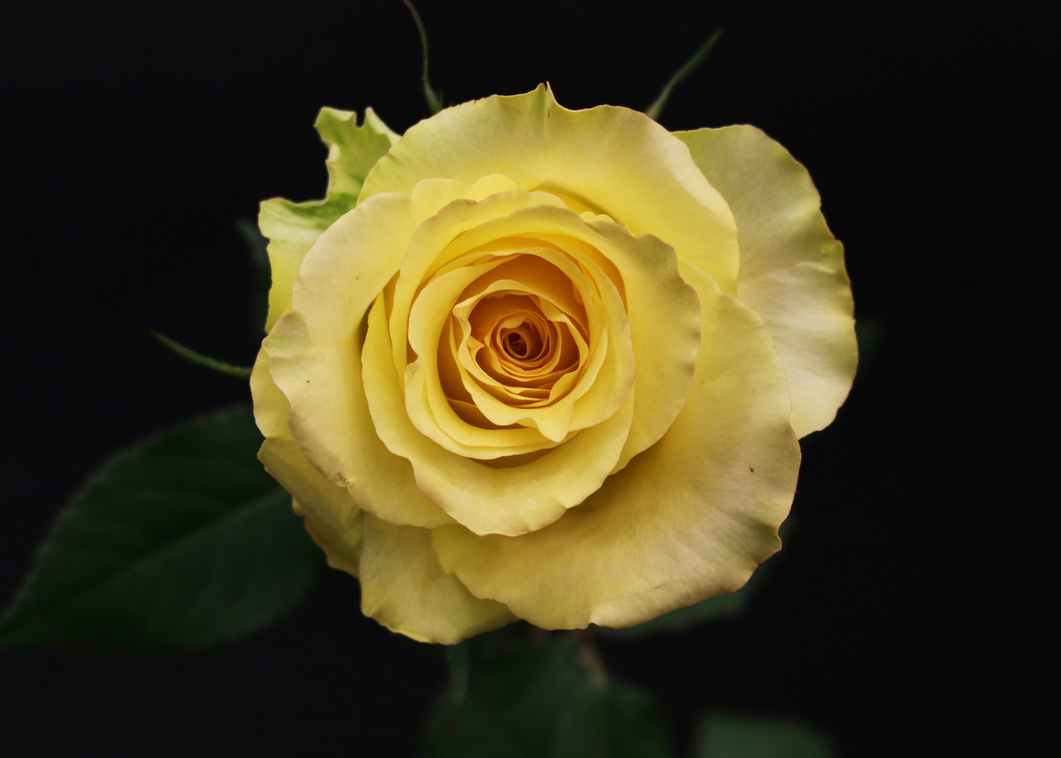 Rose Cuba | Somptueuse | Paris | Fleurs de Prestige