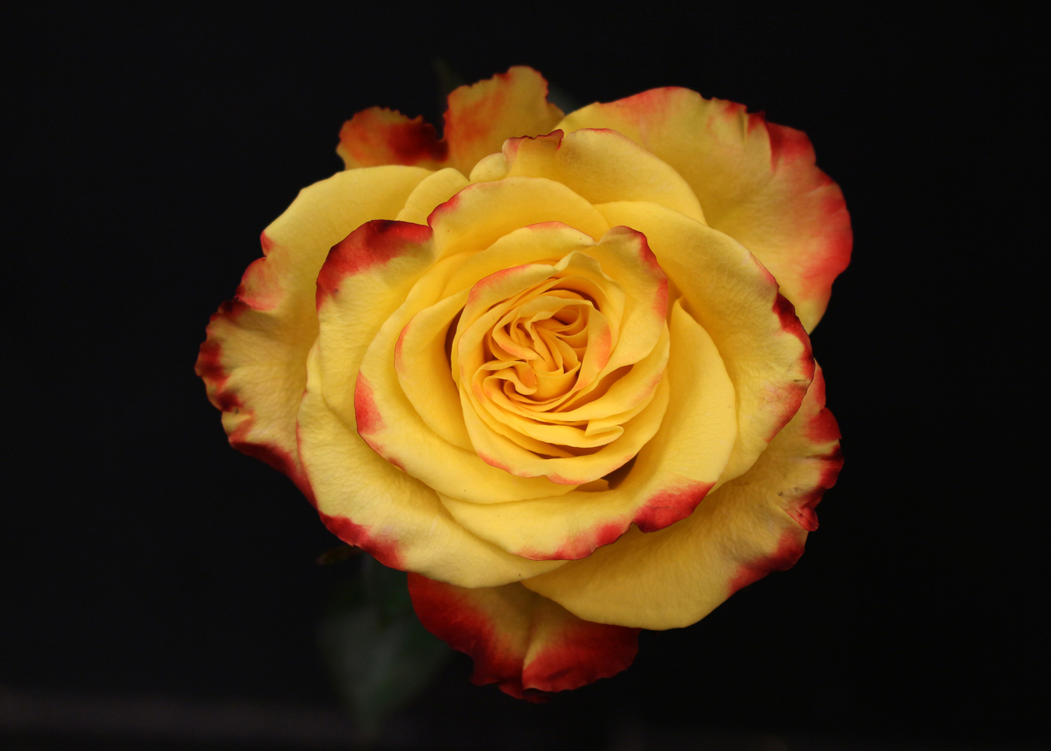 Rose Flamme | Somptueuse | Paris | Fleurs de Prestige