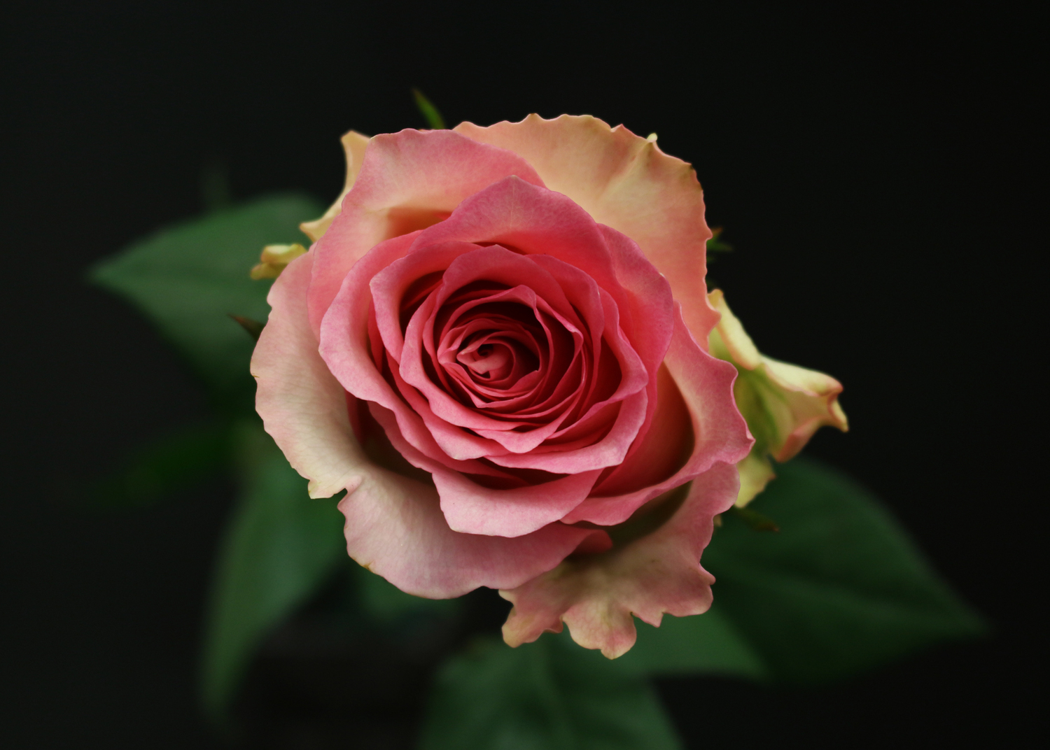Rose Malibu | Somptueuse | Paris | Fleurs de Prestige