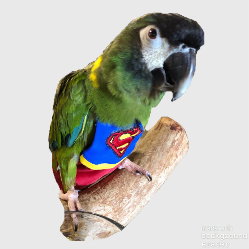 Flypers Bird Diapers