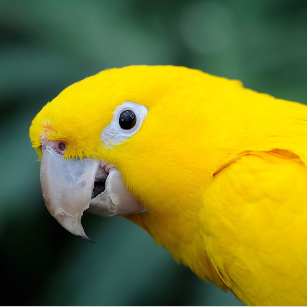 GOLDEN CONURE Bird Harness Avian Leash LEATHERS4FEATHERS