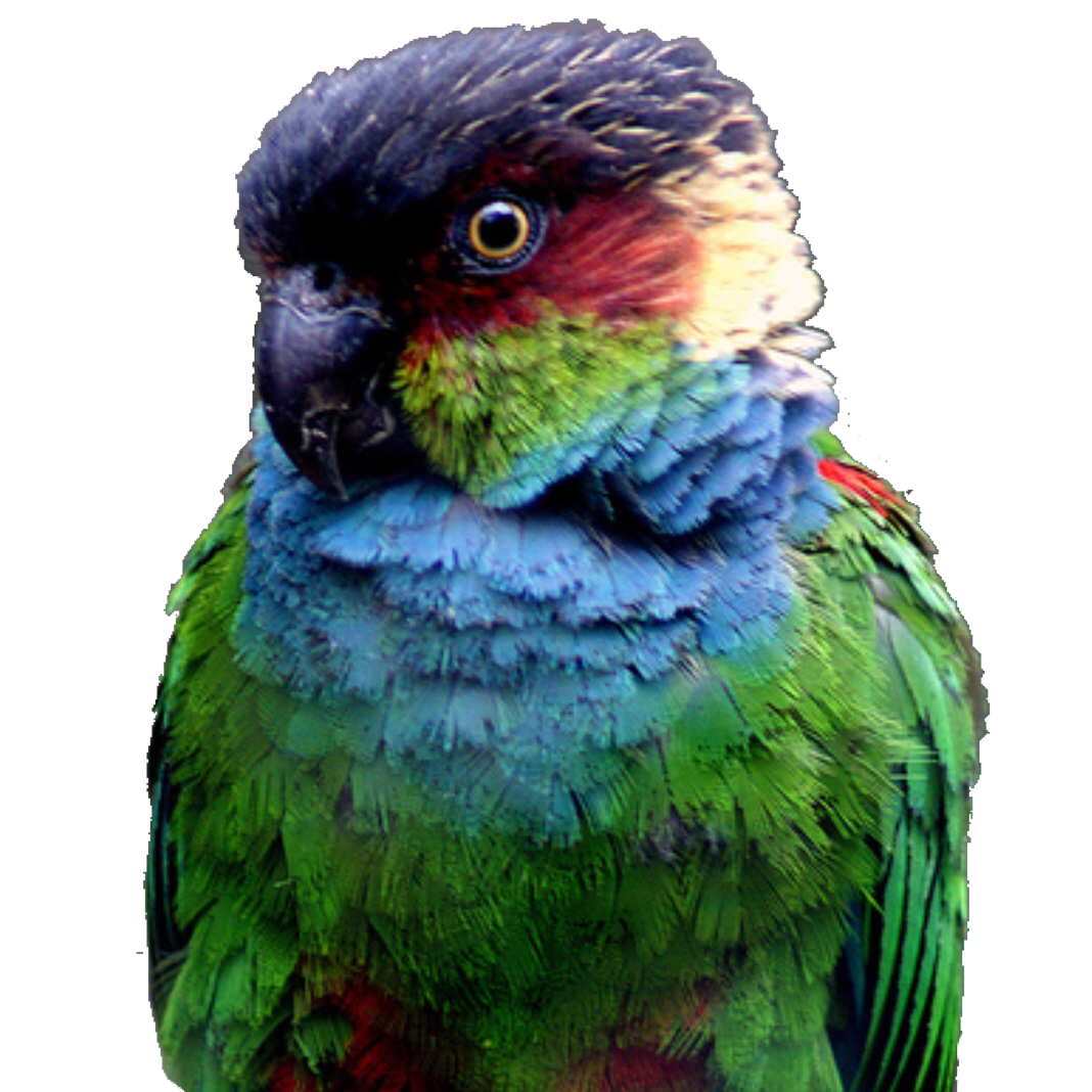 BLUE THROAT CONURE Bird Harness Avian Leash LEATHERS4FEATHERS