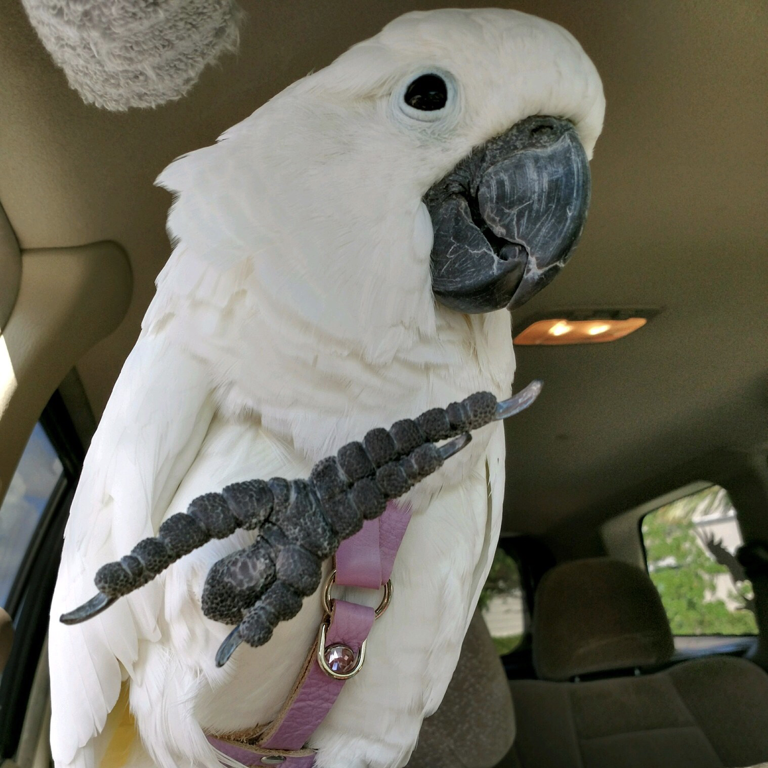 Mobrella Cockatoo Bird Harness Avian Leash LEATHERS4FEATHERS
