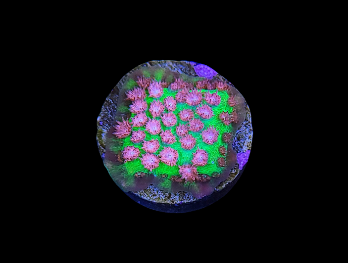 Electric Watermelon Cyphastrea