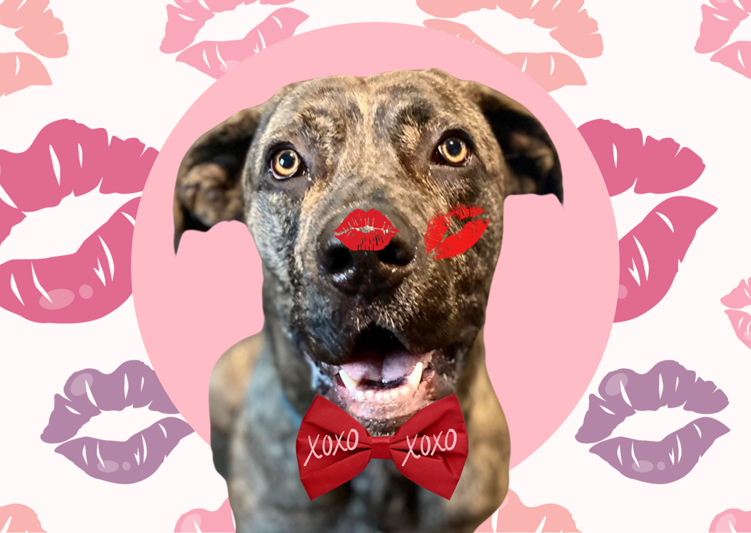 Send a Pooch a Smooch and Show Some Love