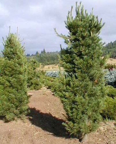 Pyramid Shaped Pine Trees