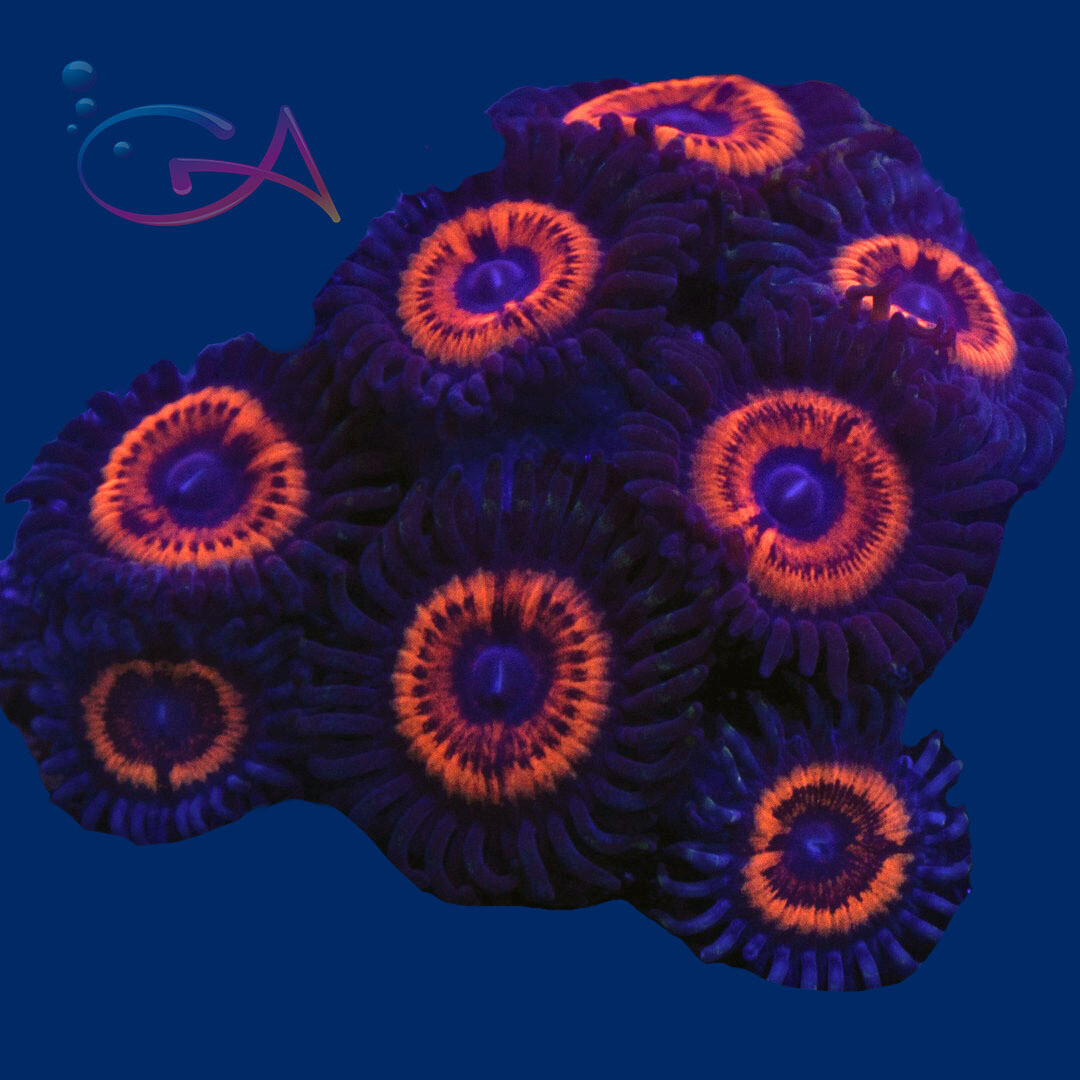 Zoa Frag Coral Armor of Gods | Glass Aquatics - Glass Aquatics - Store