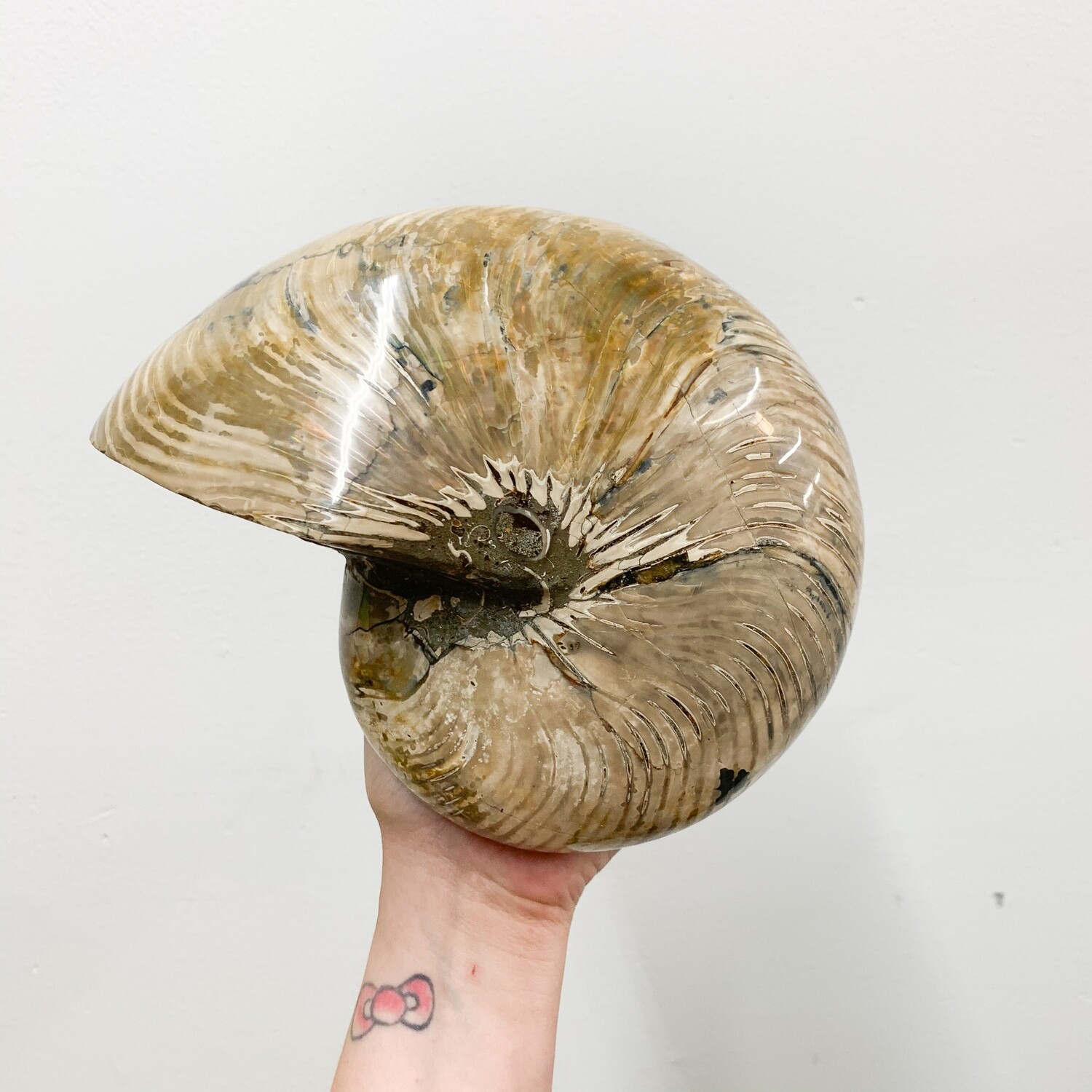 XL Polished Nautilus Fossil