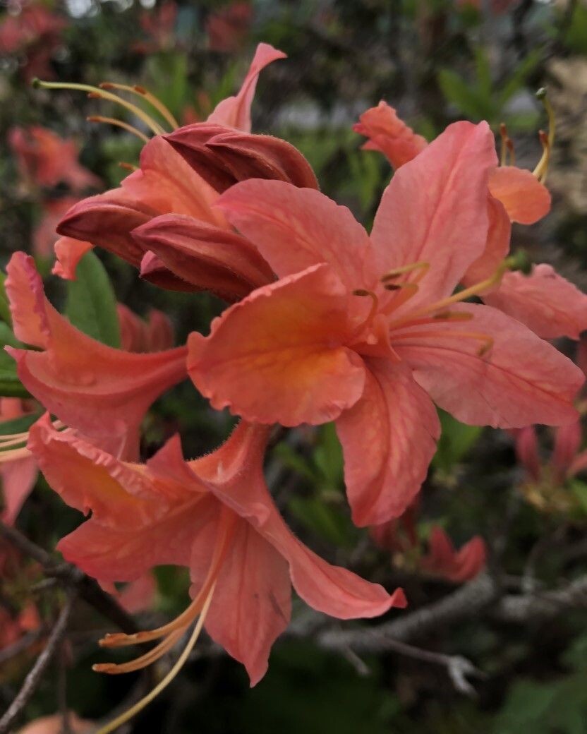 Azalea ‘Mandarin Light’