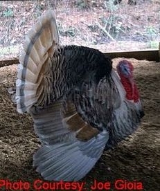 Blue Sweetgrass - Porter's Rare Heritage Turkeys