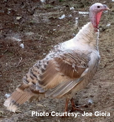 Blue Sweetgrass - Porter's Rare Heritage Turkeys