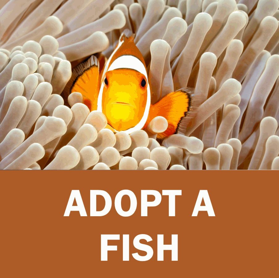 Adopt A Fish