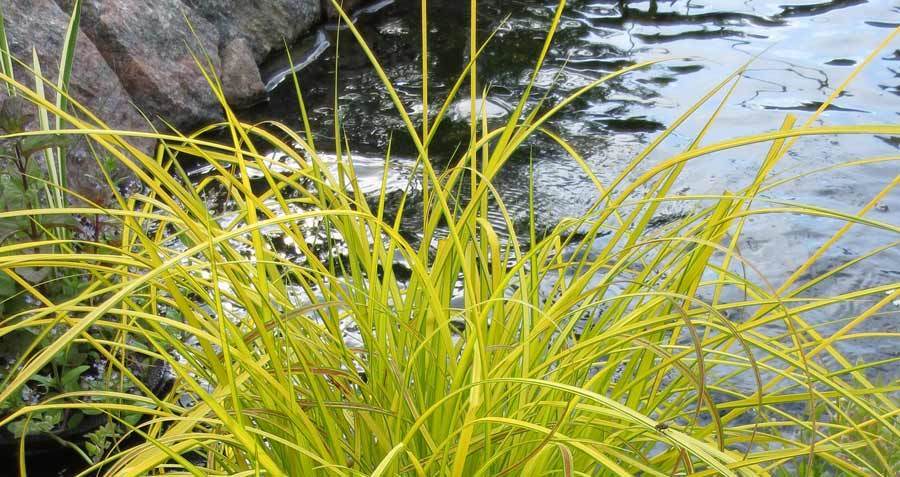Pond Grasses, Rushes & Reeds - Hydrosphere Water Gardens
